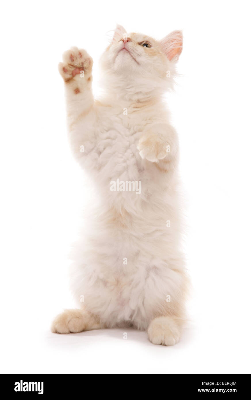 13 weeks old hi-res stock photography and images - Alamy