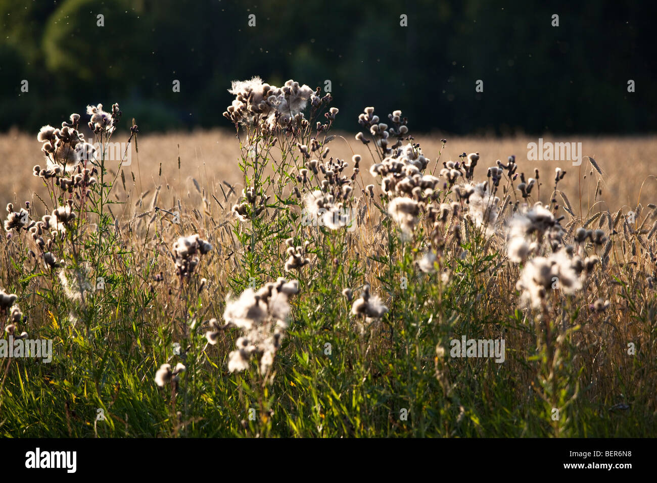 Warm summer afternoon hi-res stock photography and images - Alamy
