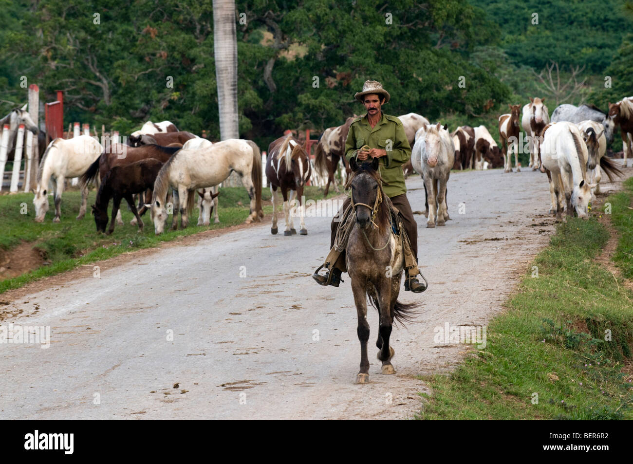Cuban cowboy trots along with his herd of brood mares behind him Stock ...