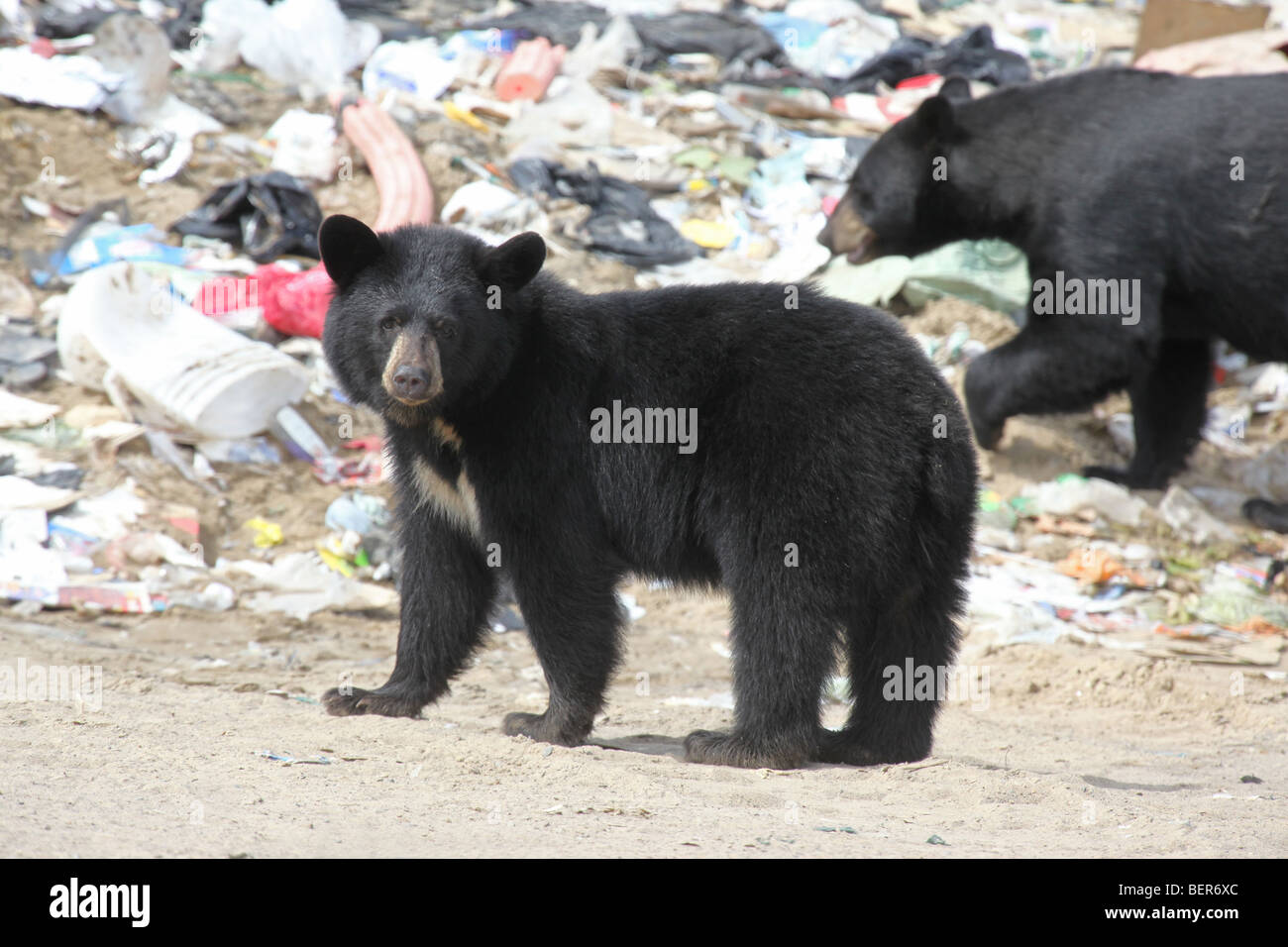 Small black bear hi-res stock photography and images - Alamy