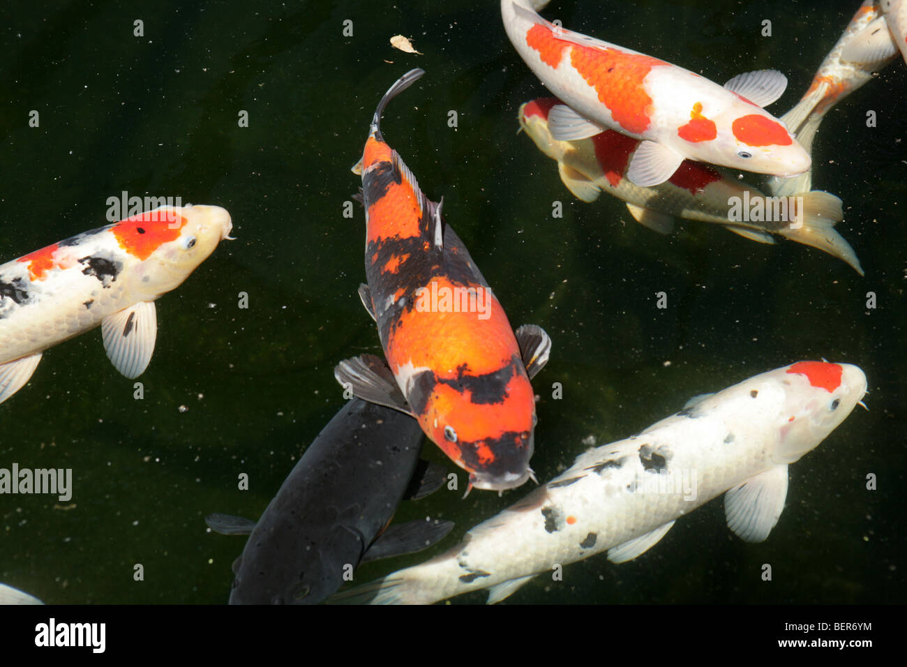 A mixture fish hi-res stock photography and images - Alamy