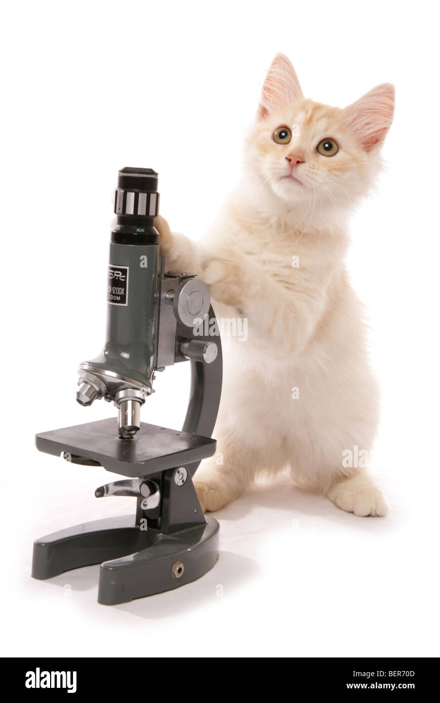red silver siberian kitten with microscope 13 weeks old studio portrait ...