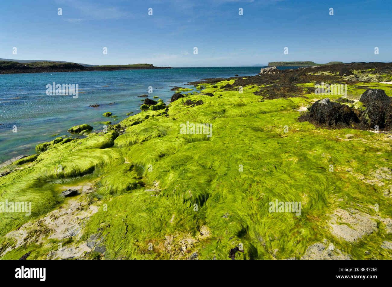 Green seaweed covering a beach on the Isle of Sky, Scotland, UK Stock ...