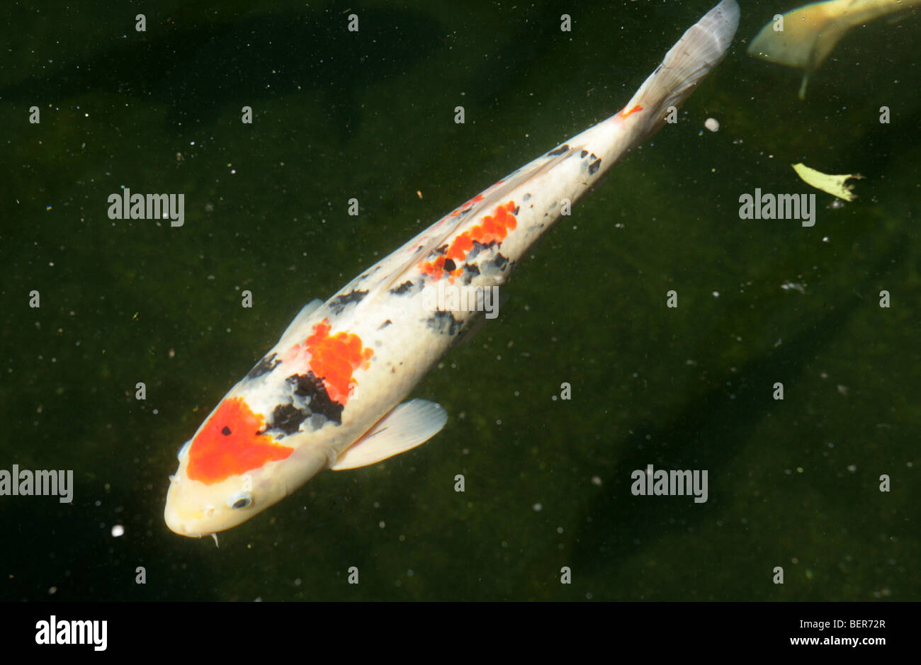 Large Japanese Koi In a pond Stock Photo - Alamy