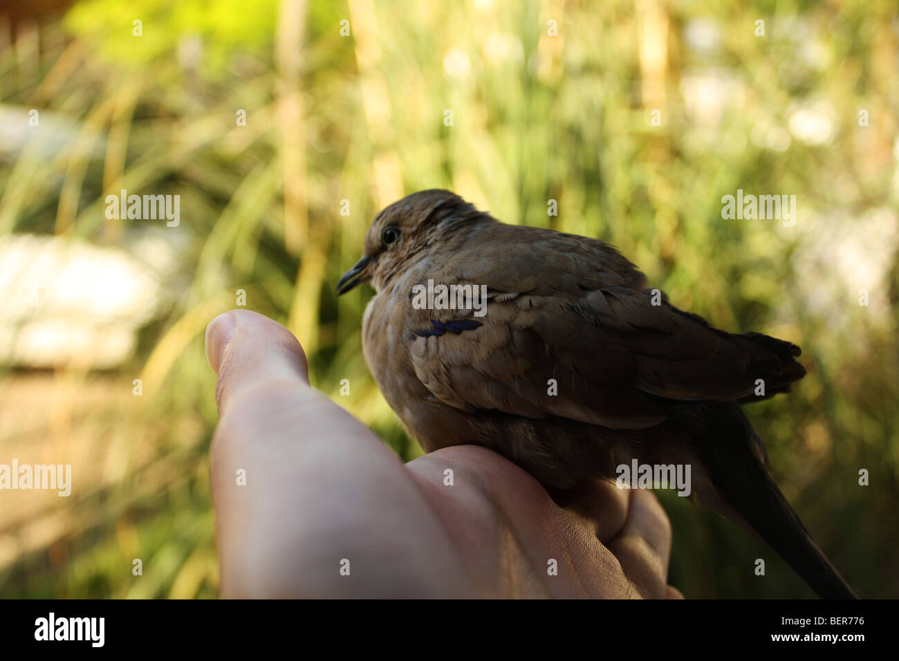 Hand and feather hi-res stock photography and images - Alamy