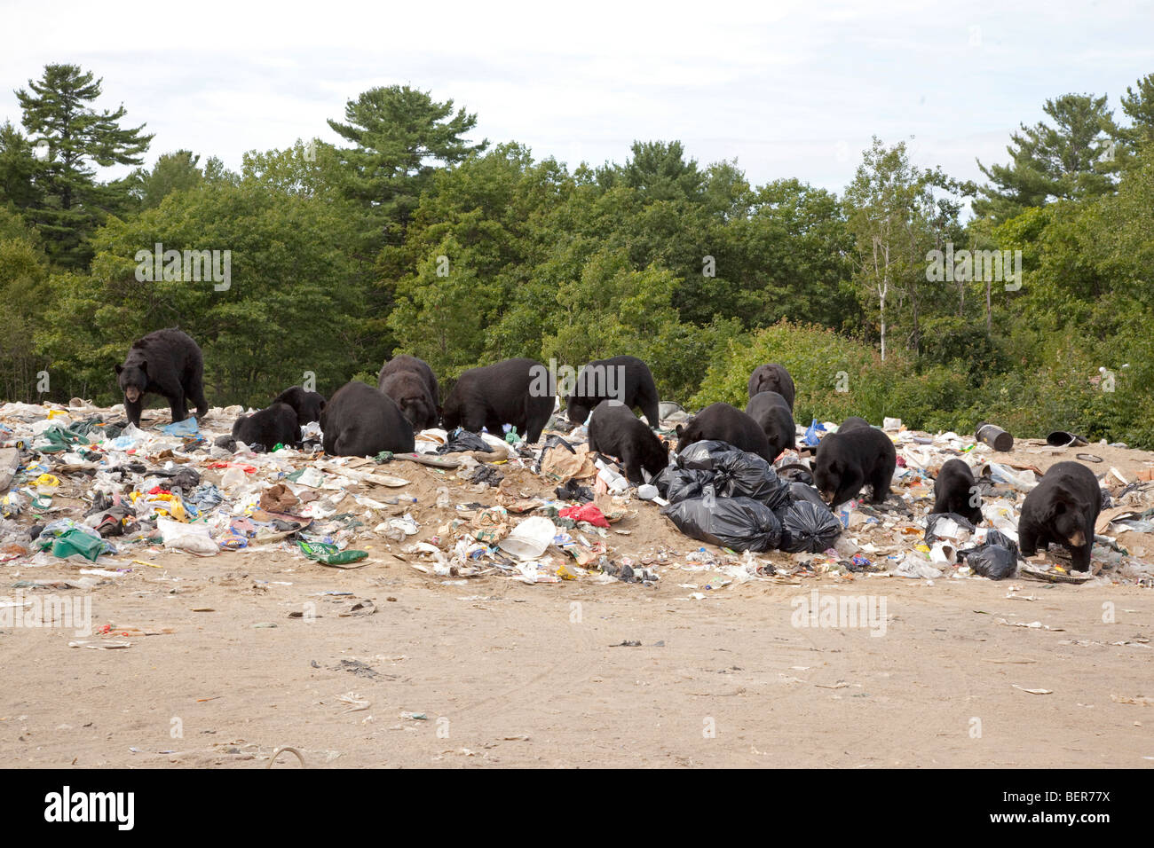 Black bear eating garbage hi-res stock photography and images - Alamy