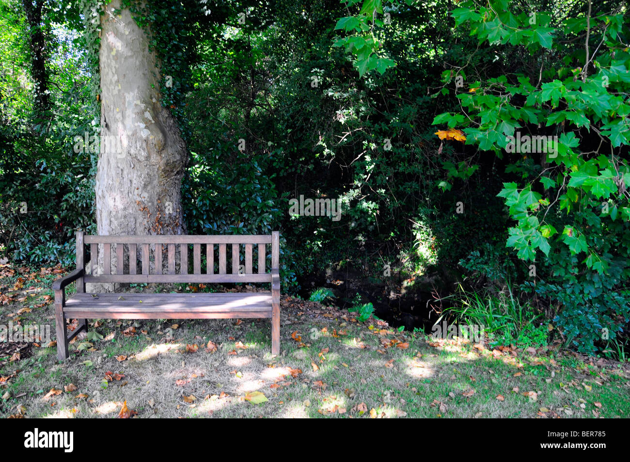Lonely bench by a tree in the forest Stock Photo - Alamy
