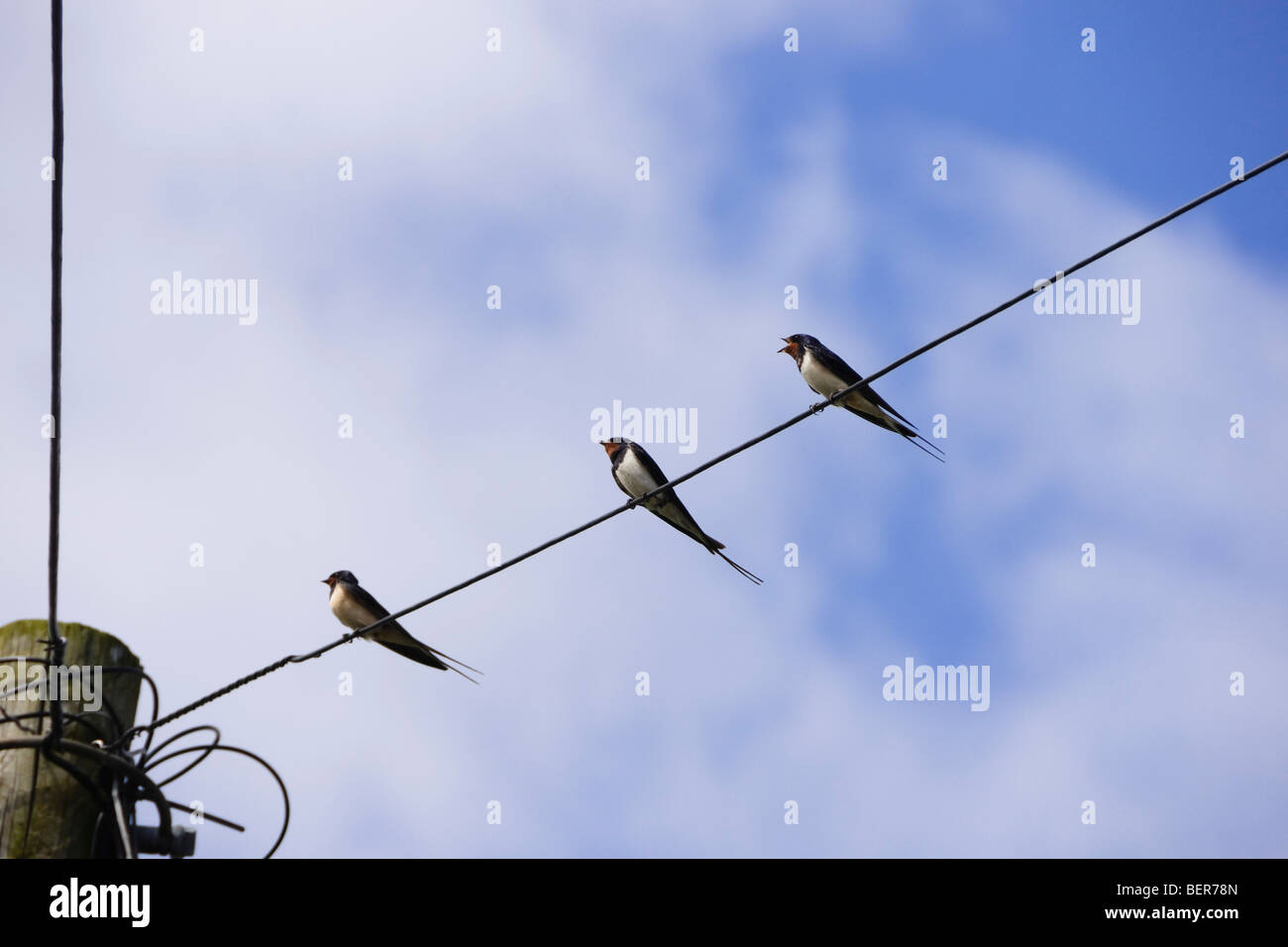 Swift bird hi-res stock photography and images - Alamy