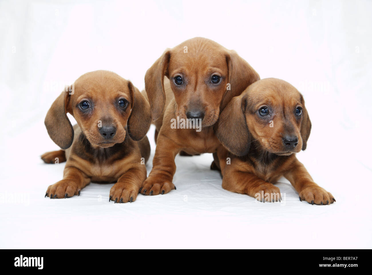 Dachshunds puppies hi-res stock photography and images - Alamy