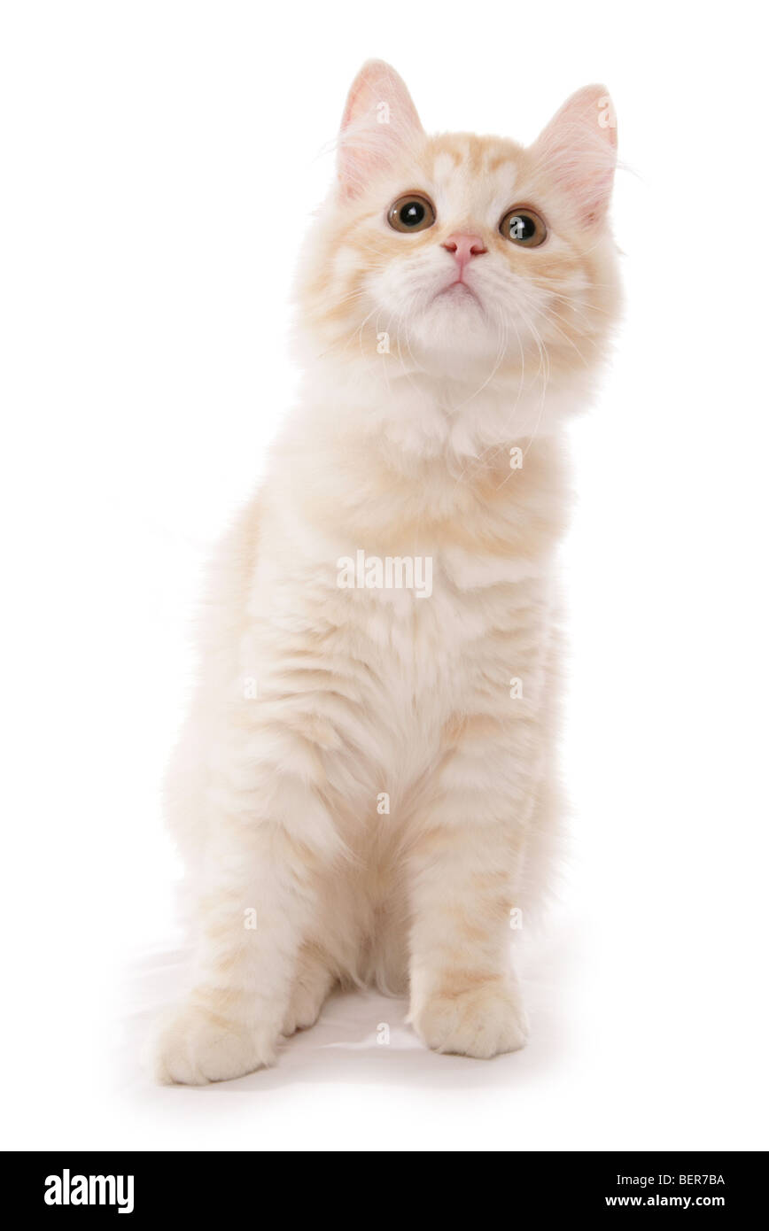 13 weeks old hi-res stock photography and images - Alamy