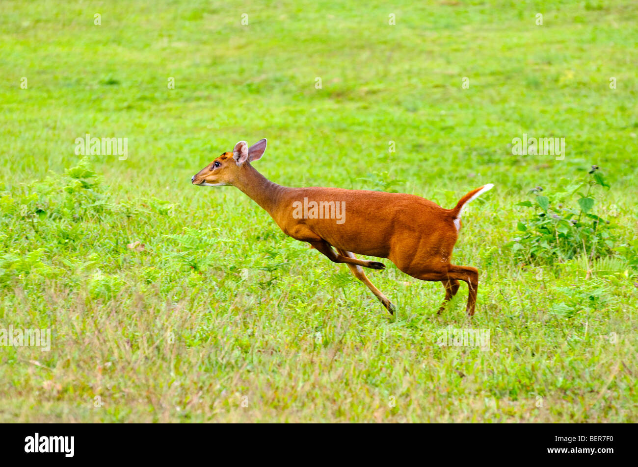 Red muntjac, barking deer,Khao Yai National Park, Thailand Stock Photo ...