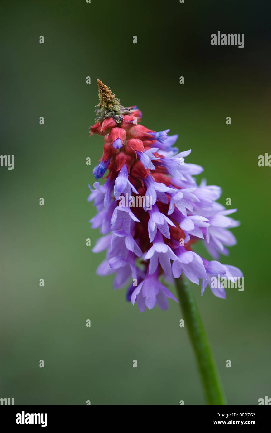 Mauve Primula High Resolution Stock Photography and Images - Alamy