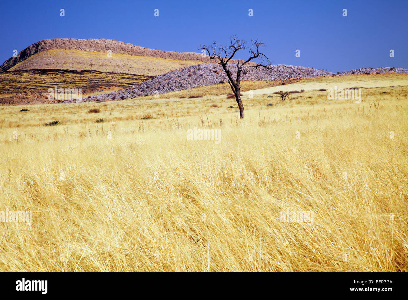 yellow grassland landscape, Namibia Stock Photo - Alamy