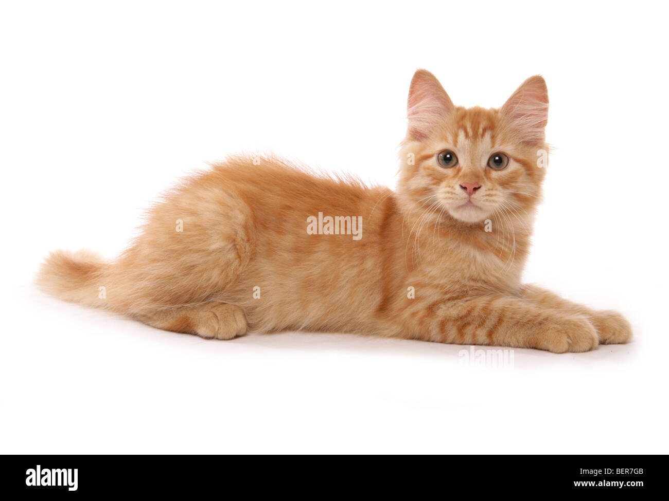 Red tabby hi-res stock photography and images - Alamy