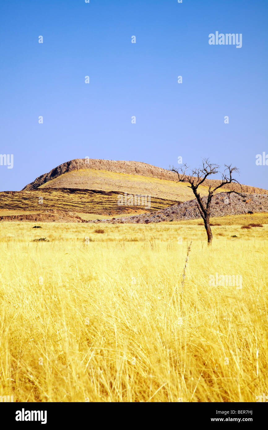 yellow grassland landscape, Namibia Stock Photo - Alamy