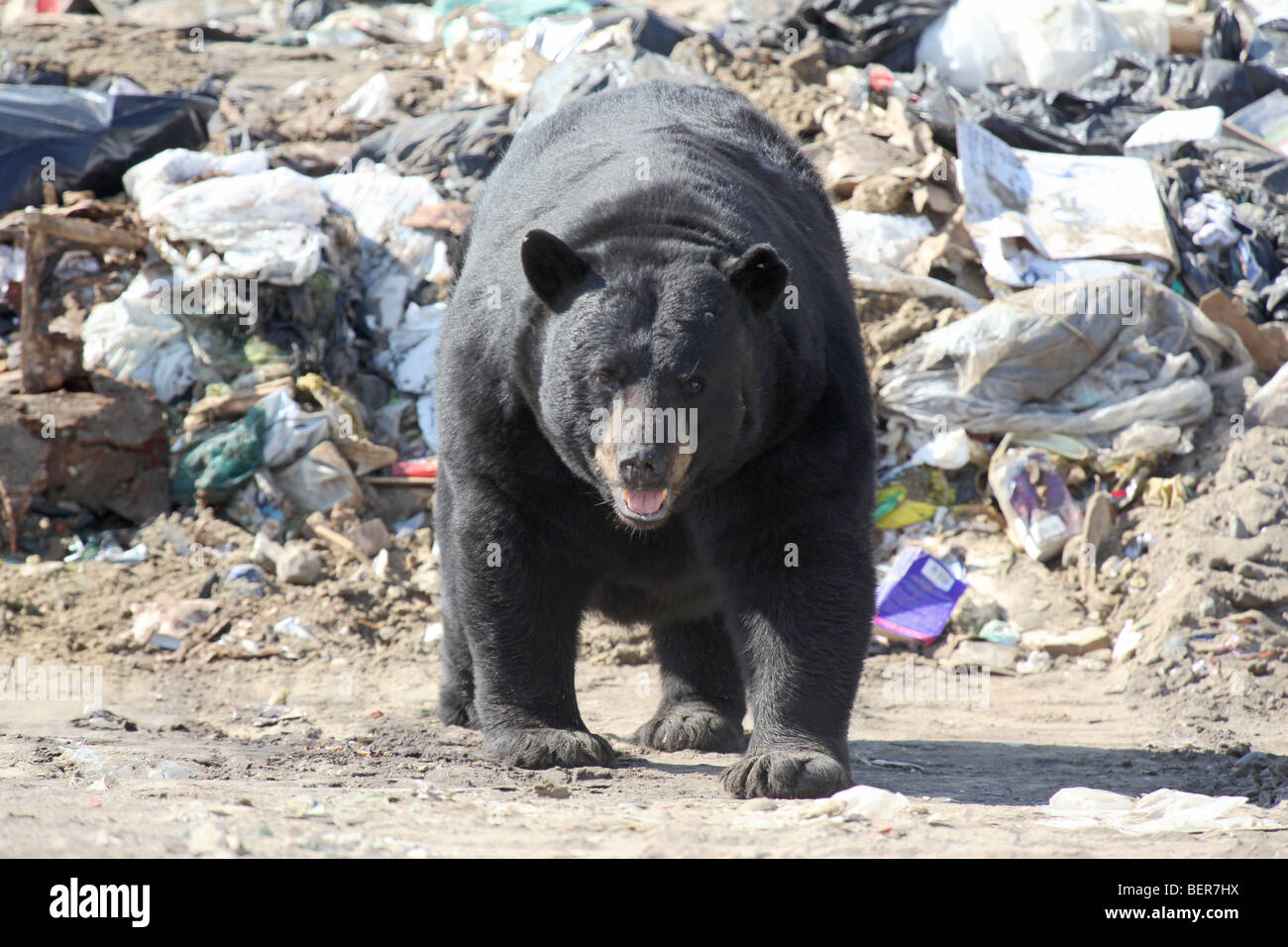 black bear staring at and investigating viewer Stock Photo - Alamy