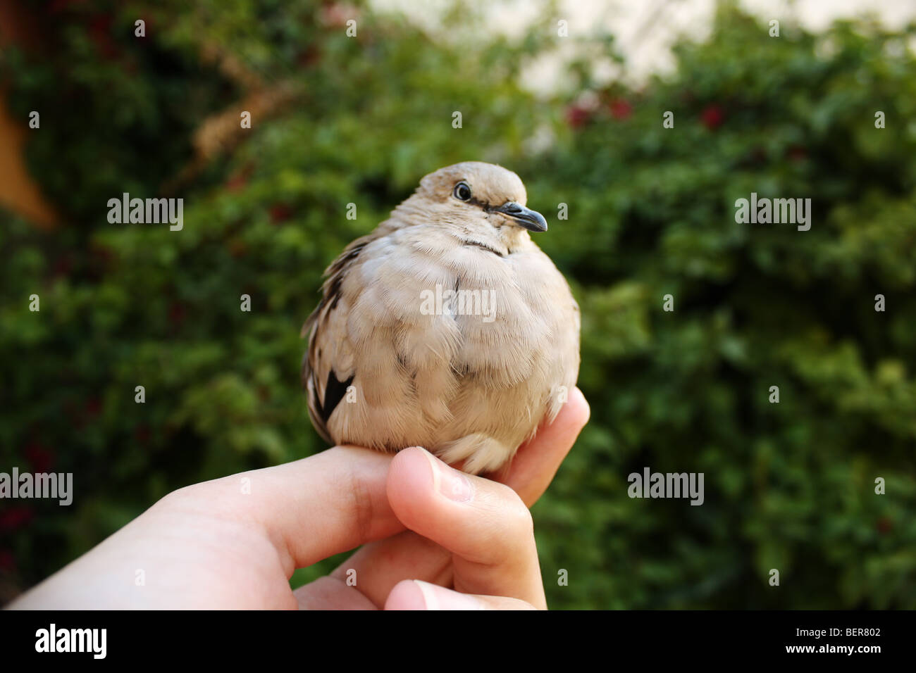 Hand and feather hi-res stock photography and images - Alamy