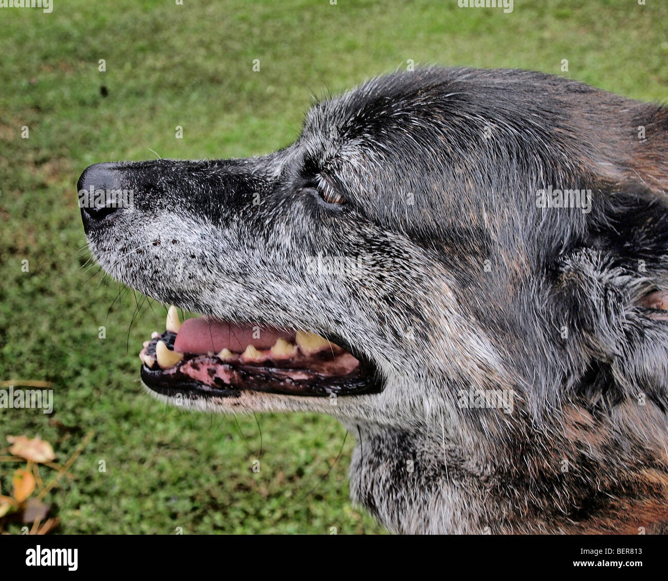 Dog mouth wide open hi-res stock photography and images - Alamy