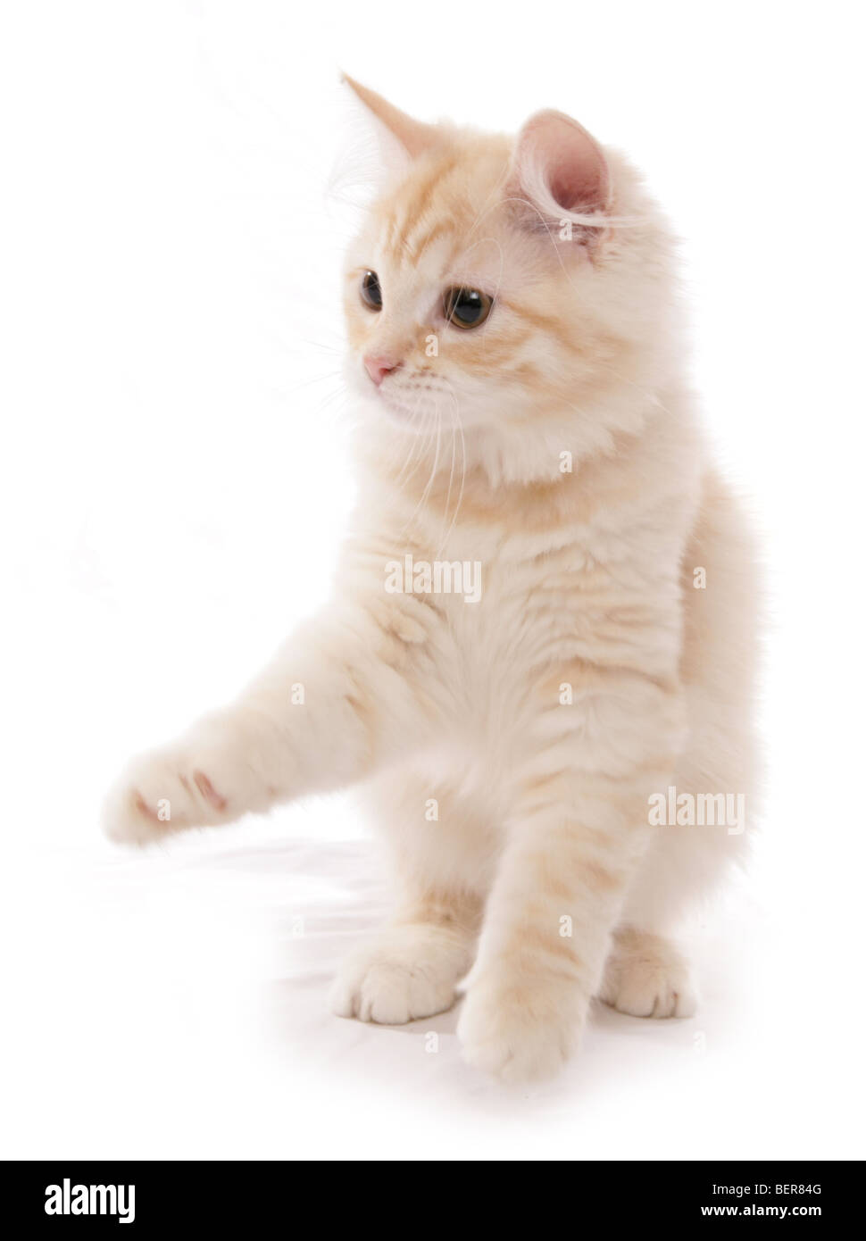 13 weeks old hi-res stock photography and images - Alamy