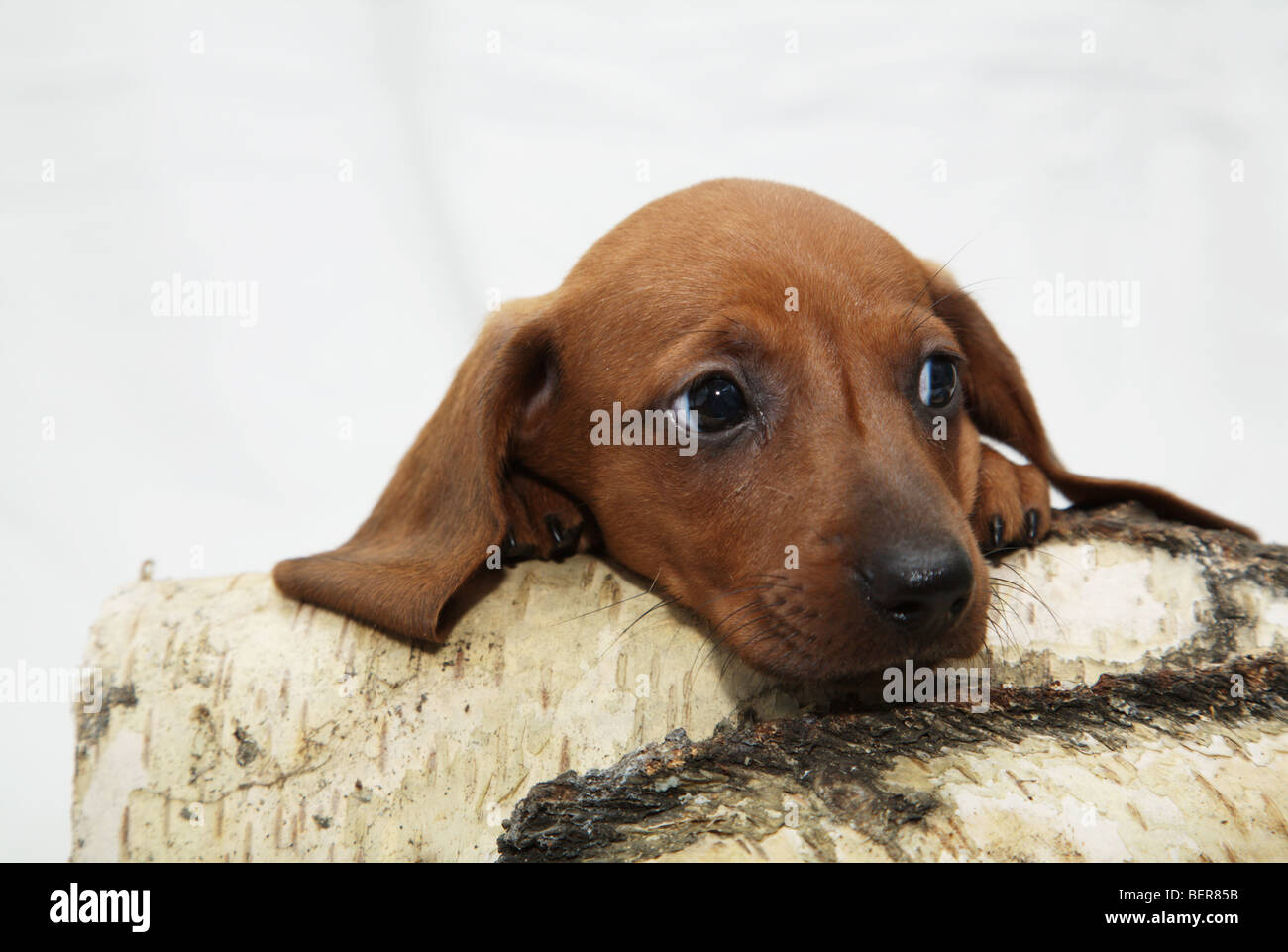 Dachshunds puppy hi-res stock photography and images - Alamy