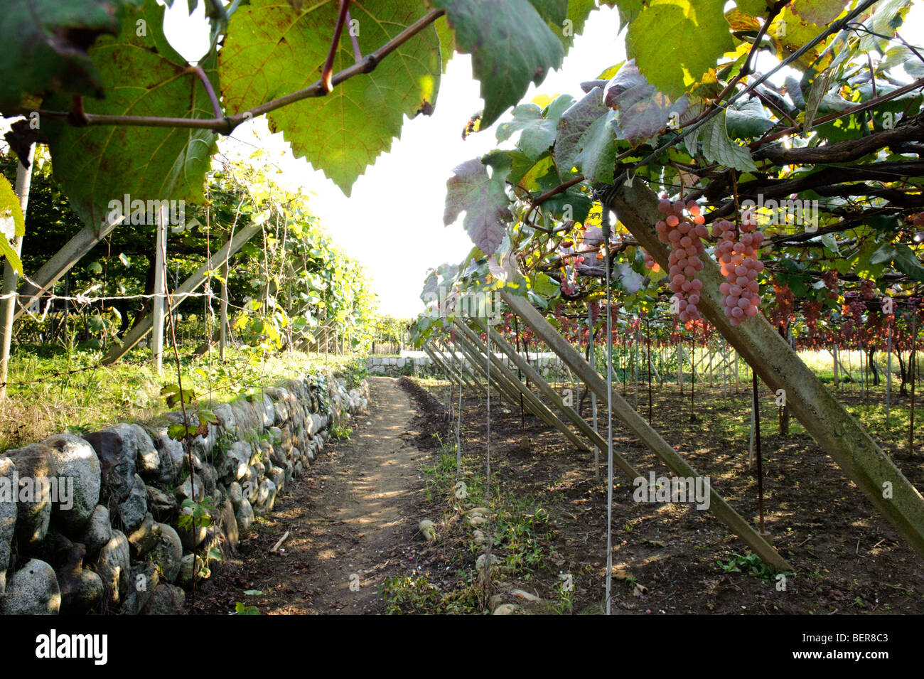 Yamanashi japan vineyard hi-res stock photography and images - Alamy