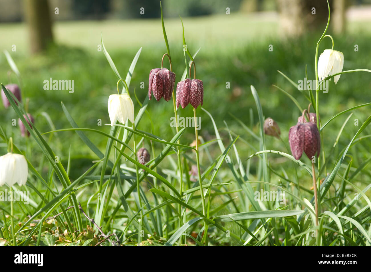 Fritillary, West Dean College, Singleton, West Sussex, GB Stock Photo ...