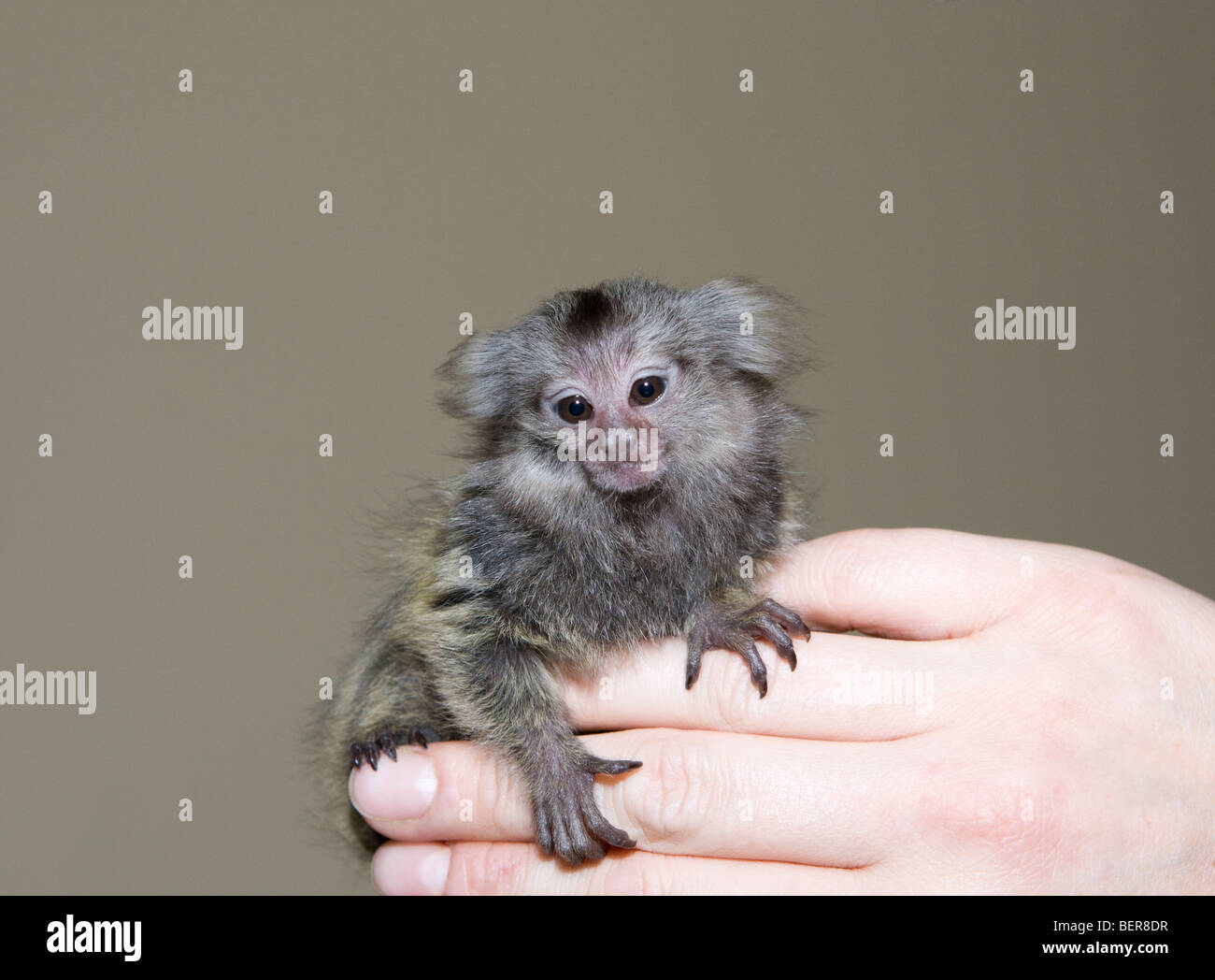Common marmoset baby hi-res stock photography and images - Alamy