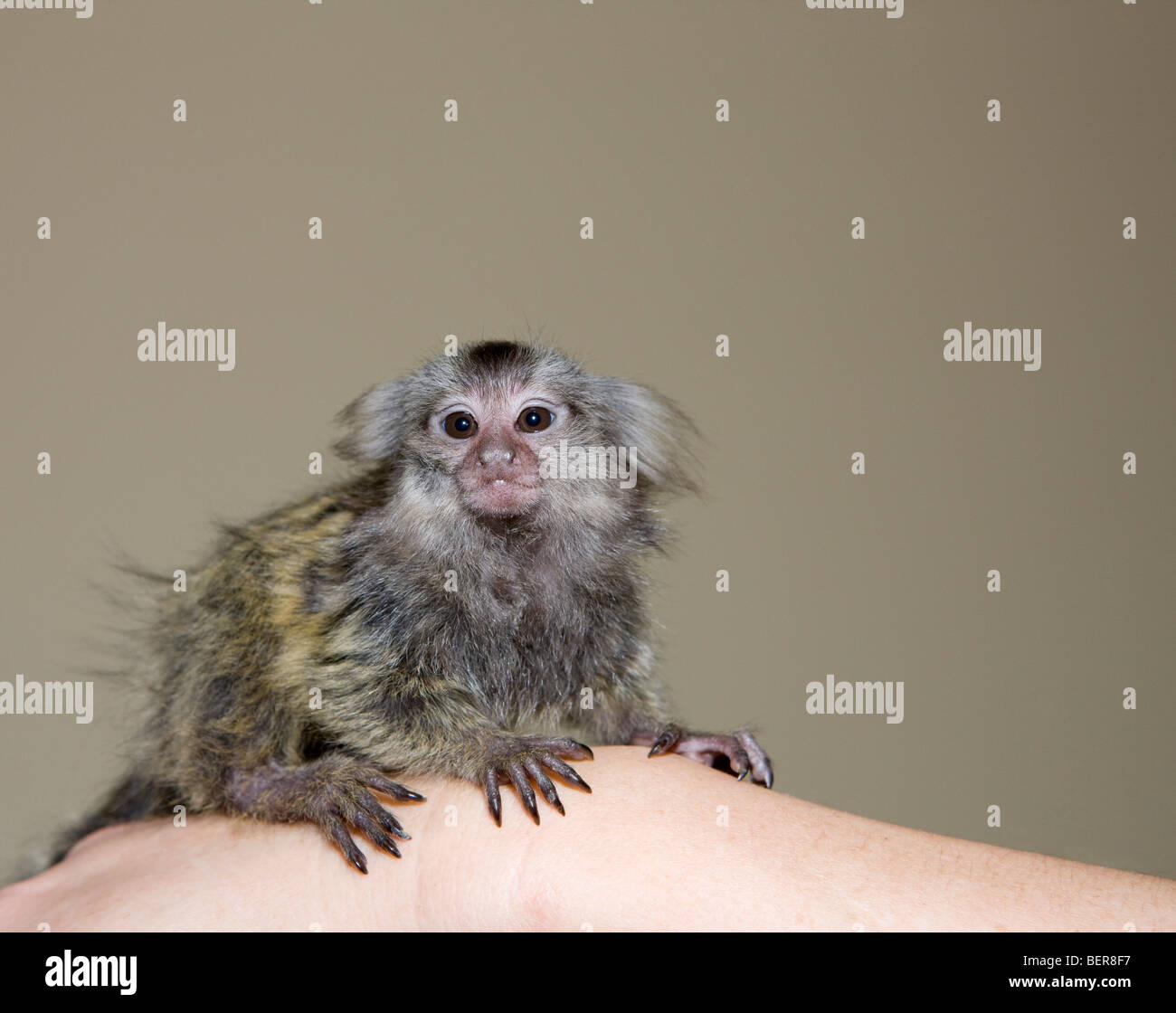 Marmoset Callithrix jacchus Stock Photo - Alamy