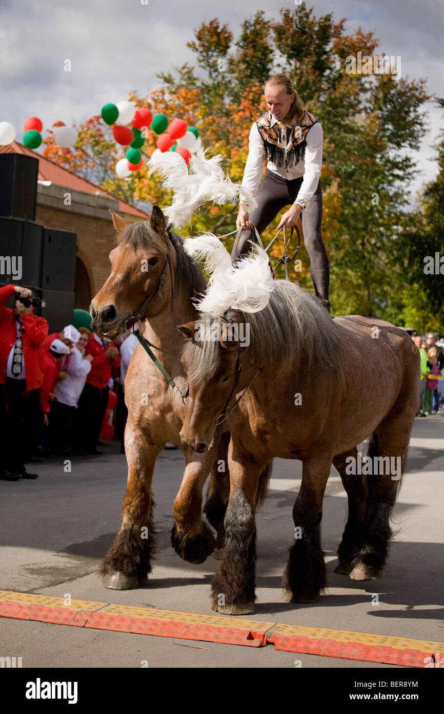 Trick horse hi-res stock photography and images - Alamy