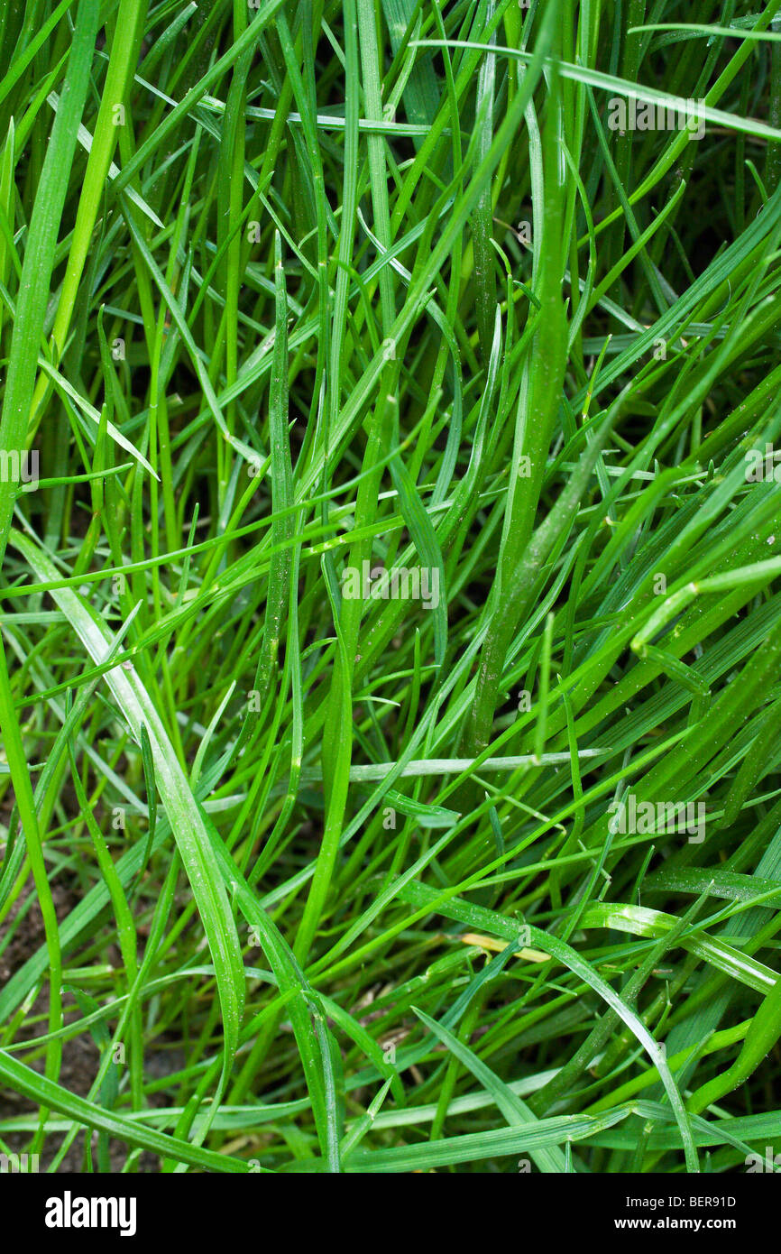 Close up of lawn grass Stock Photo - Alamy