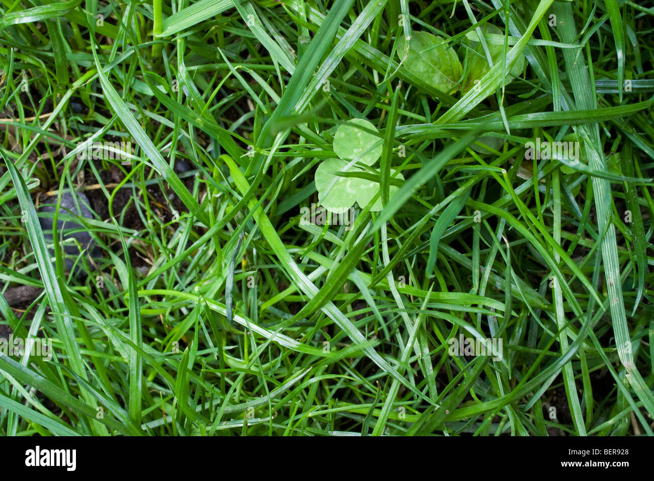 Close up of lawn grass Stock Photo - Alamy