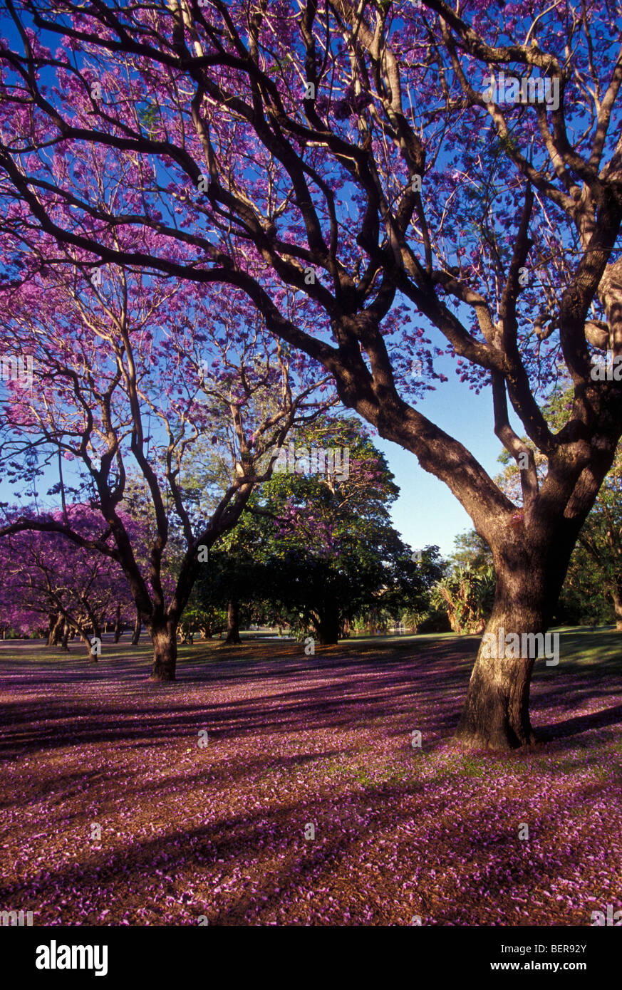 Jacaranda tree queensland hi-res stock photography and images - Alamy