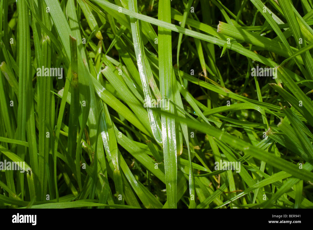 Close up of lawn grass Stock Photo - Alamy