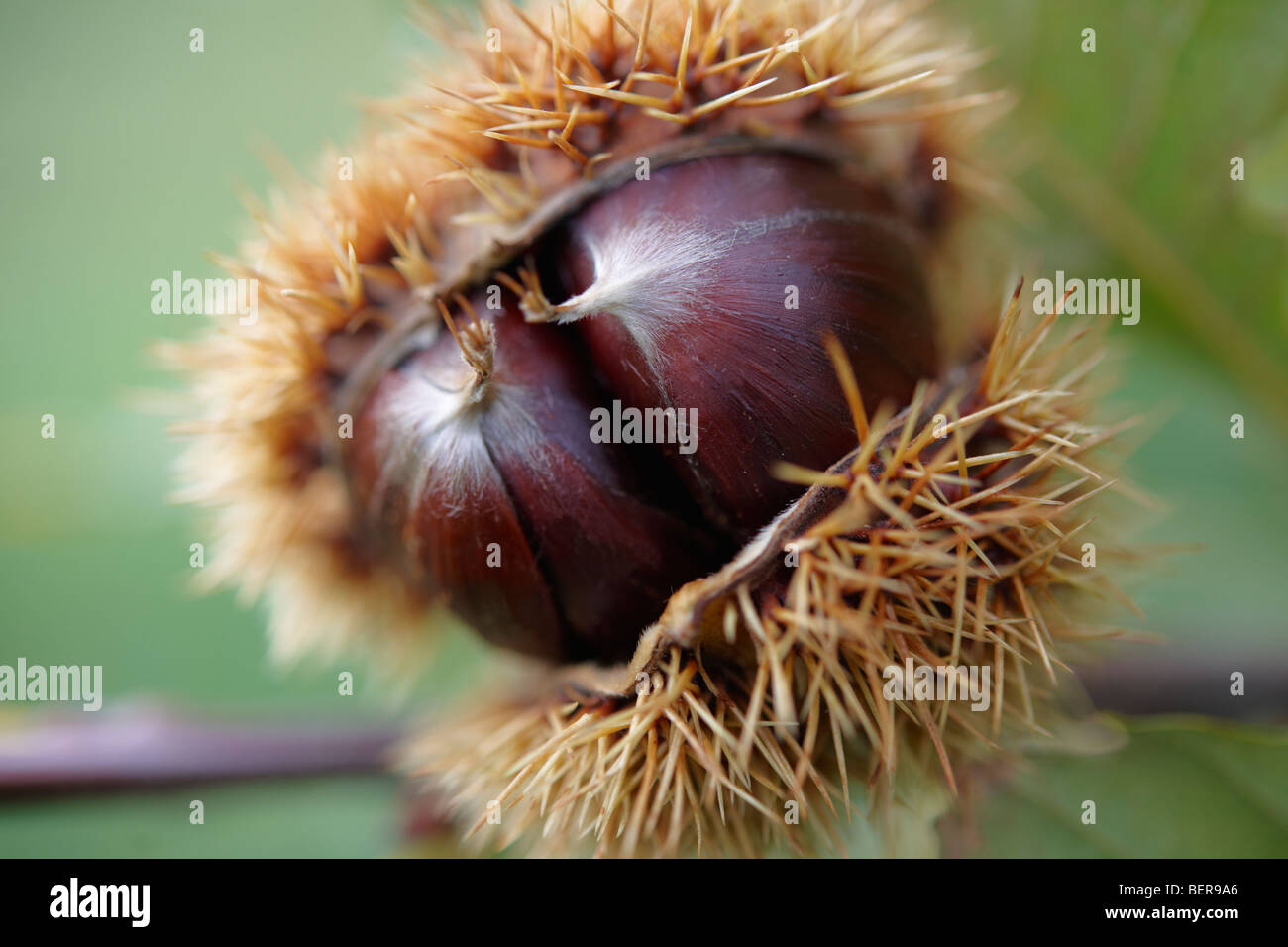 Chestnut tree fruit hi-res stock photography and images - Alamy