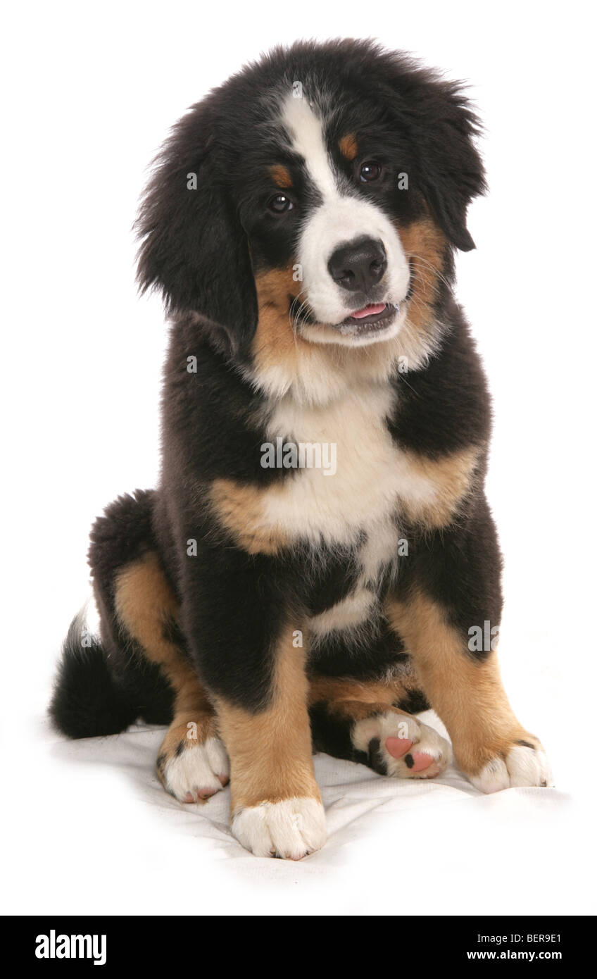 Burmese mountain dog puppy hi-res stock photography and images - Alamy