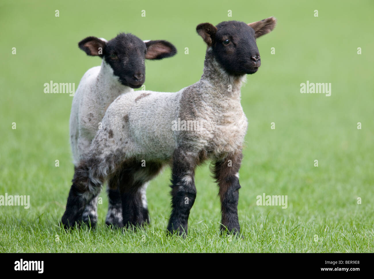 Two black lambs hi-res stock photography and images - Alamy