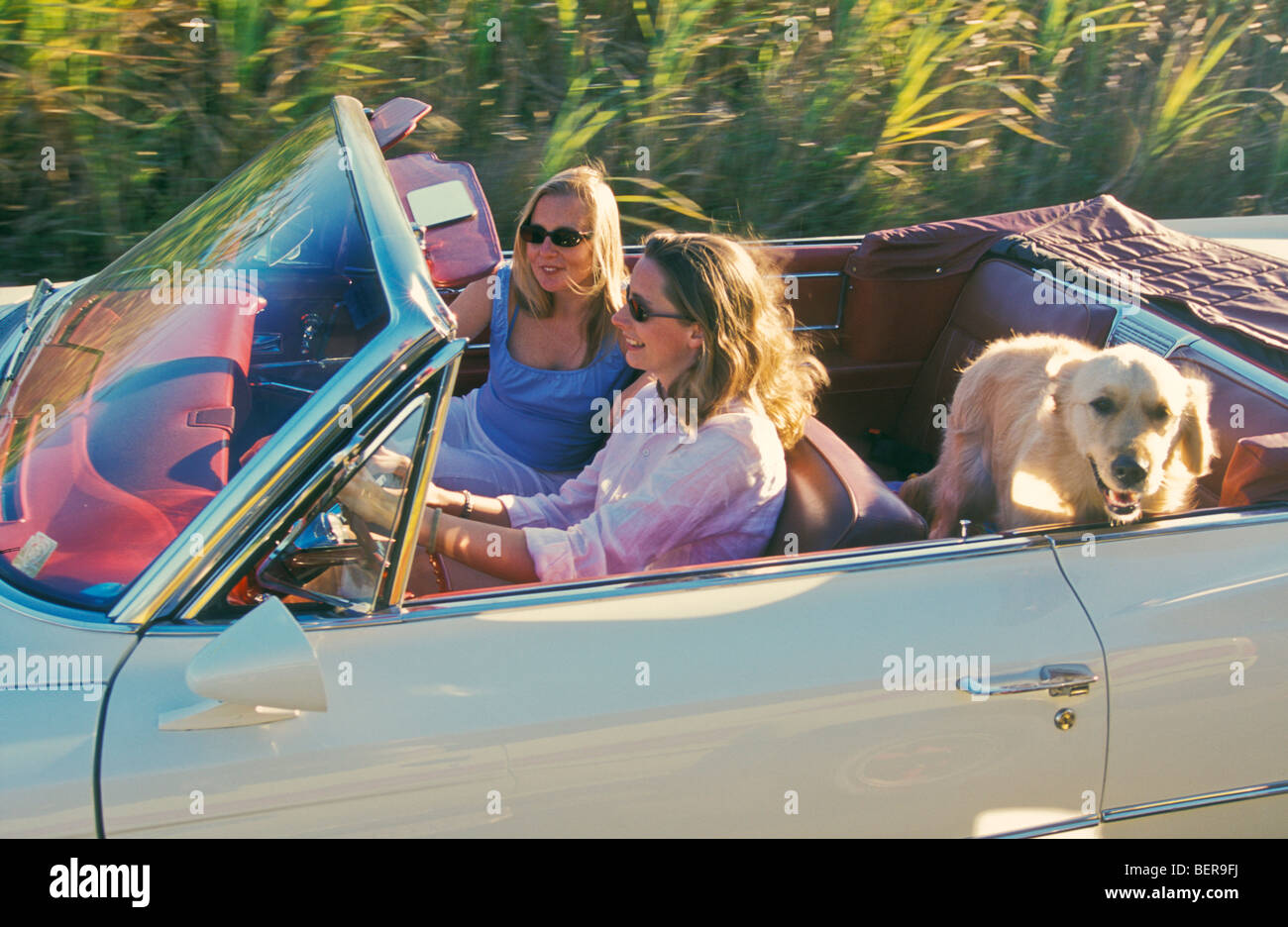 Dog driving convertible car hi-res stock photography and images - Alamy