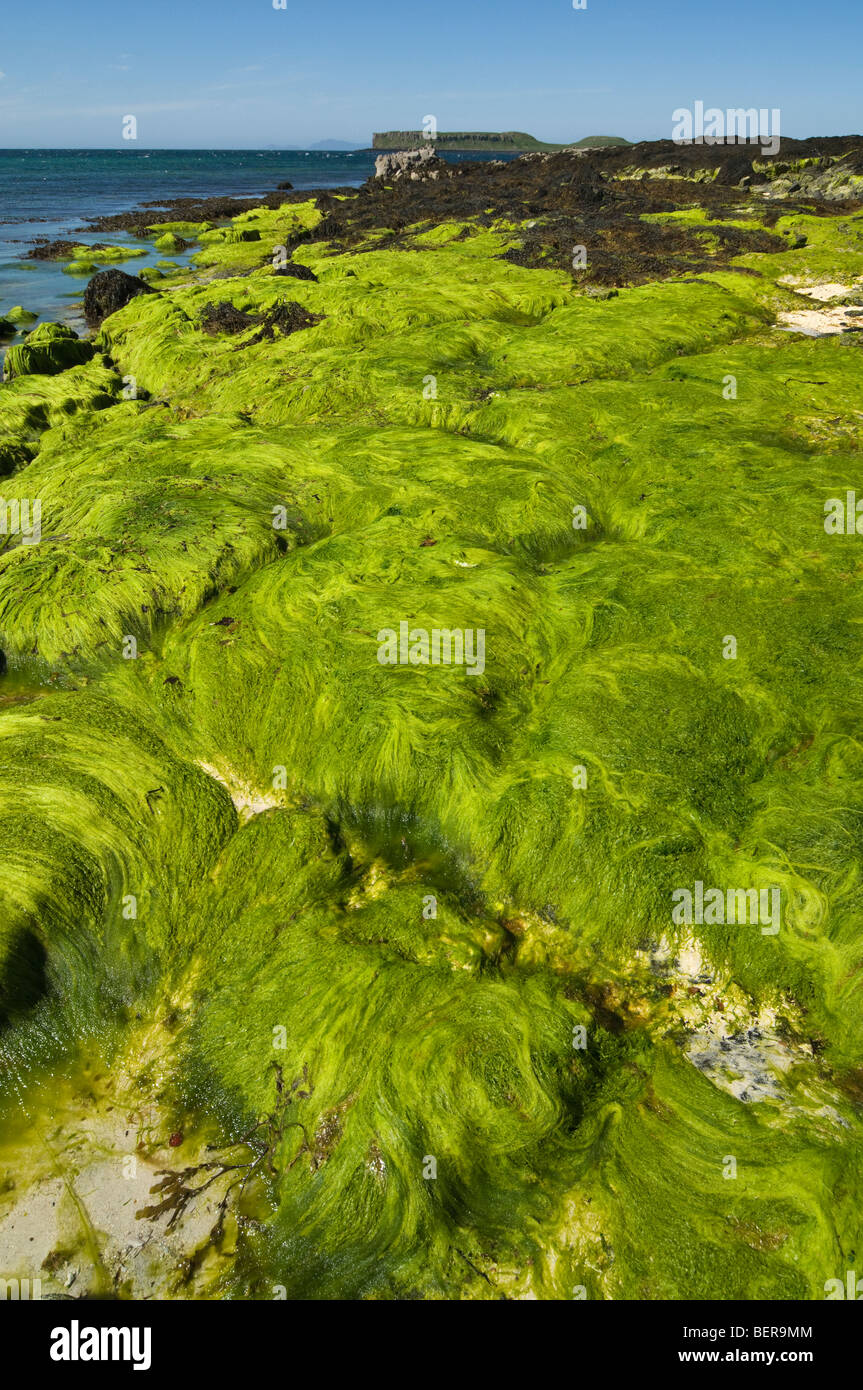 Green seaweed covering a beach on the Isle of Sky, Scotland, UK Stock ...