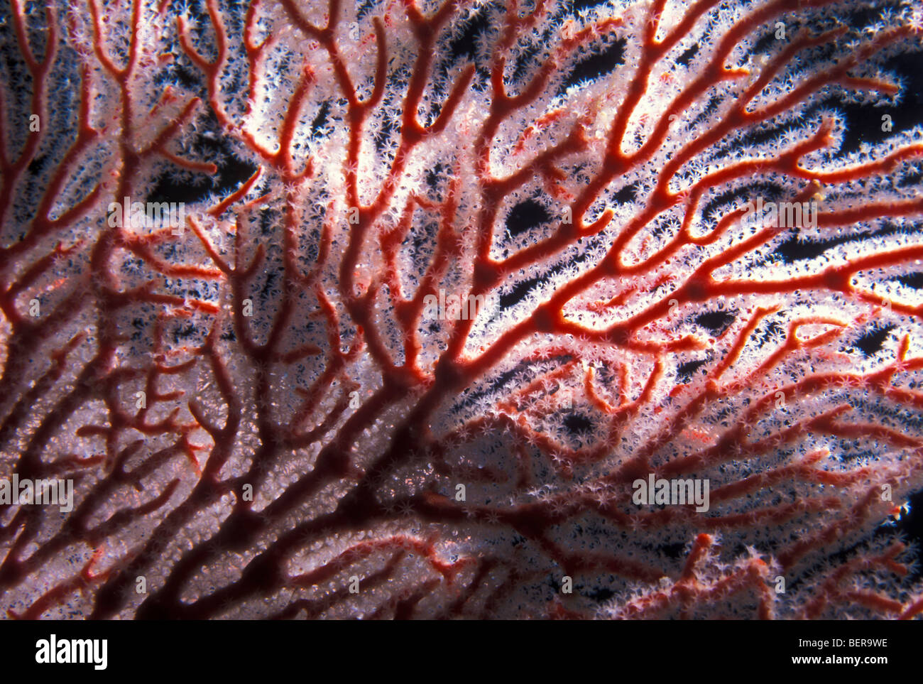 Gorgonian, Great Barrier Reef, Queensland, Australia Stock Photo - Alamy