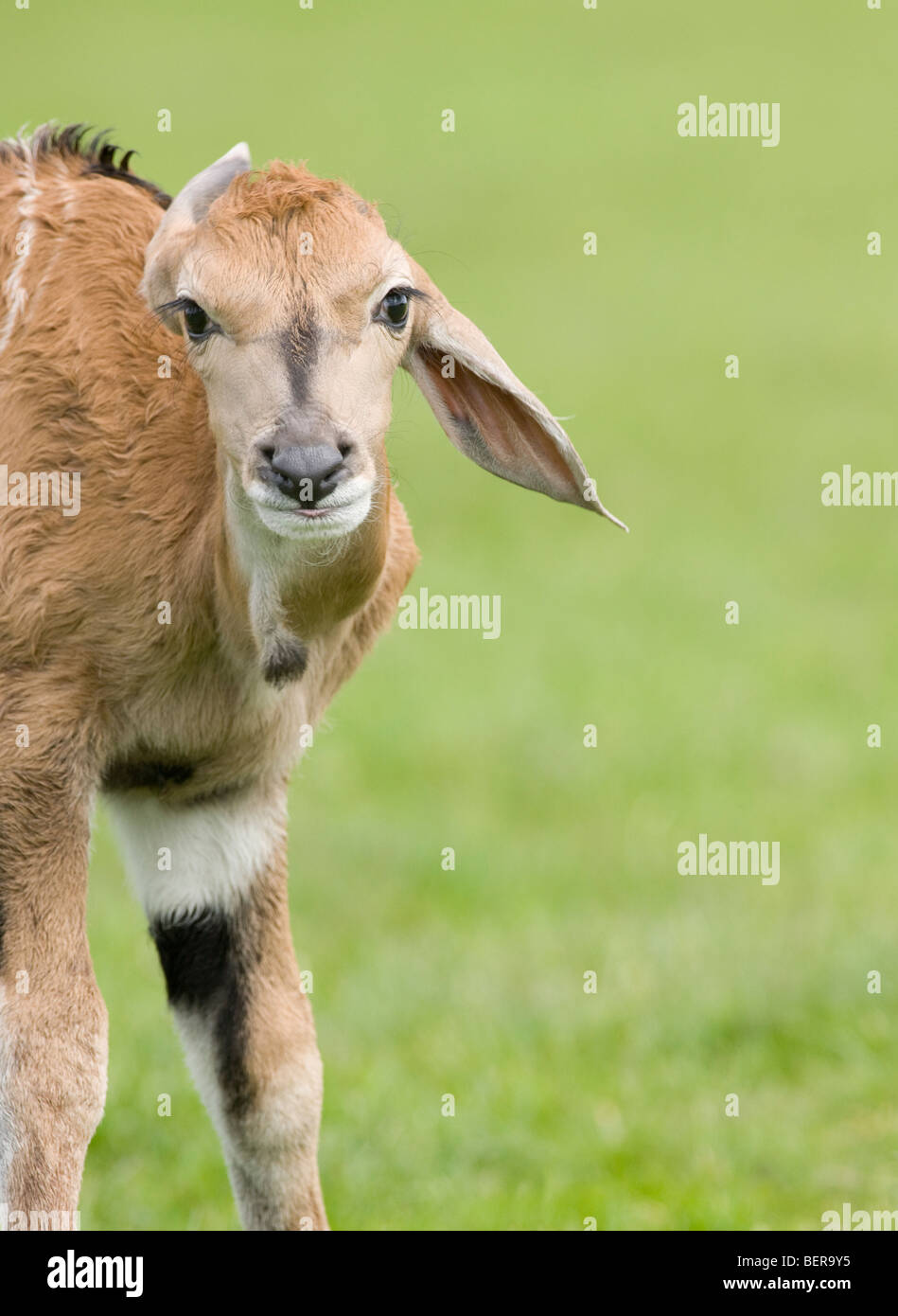 Eland calf Taurotragus orxy Stock Photo - Alamy