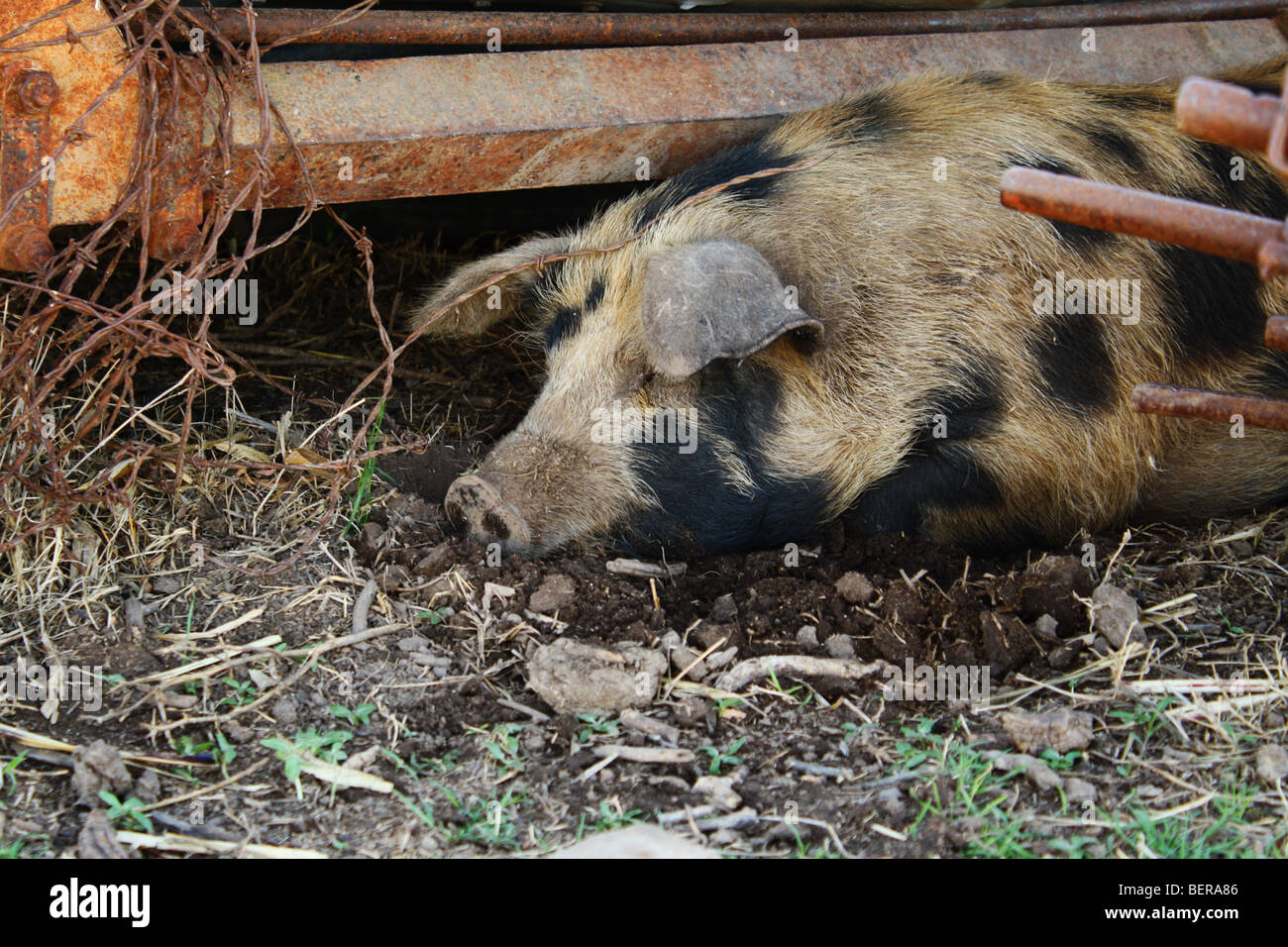 A very, very big pig taking a nap Stock Photo - Alamy