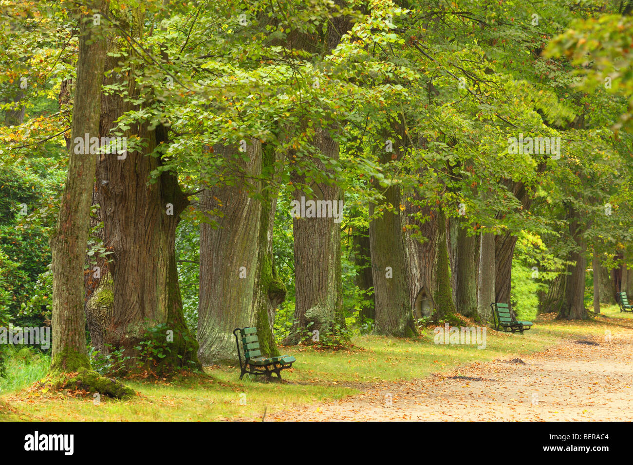 Very old lime trees in autumn.Tilia cordata Stock Photo - Alamy