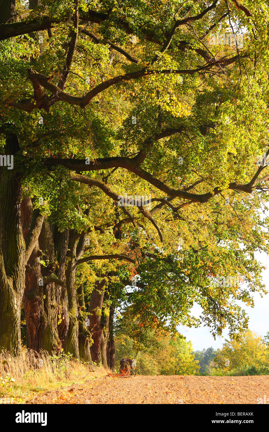 Very old lime trees in autumn.Tilia cordata Stock Photo - Alamy
