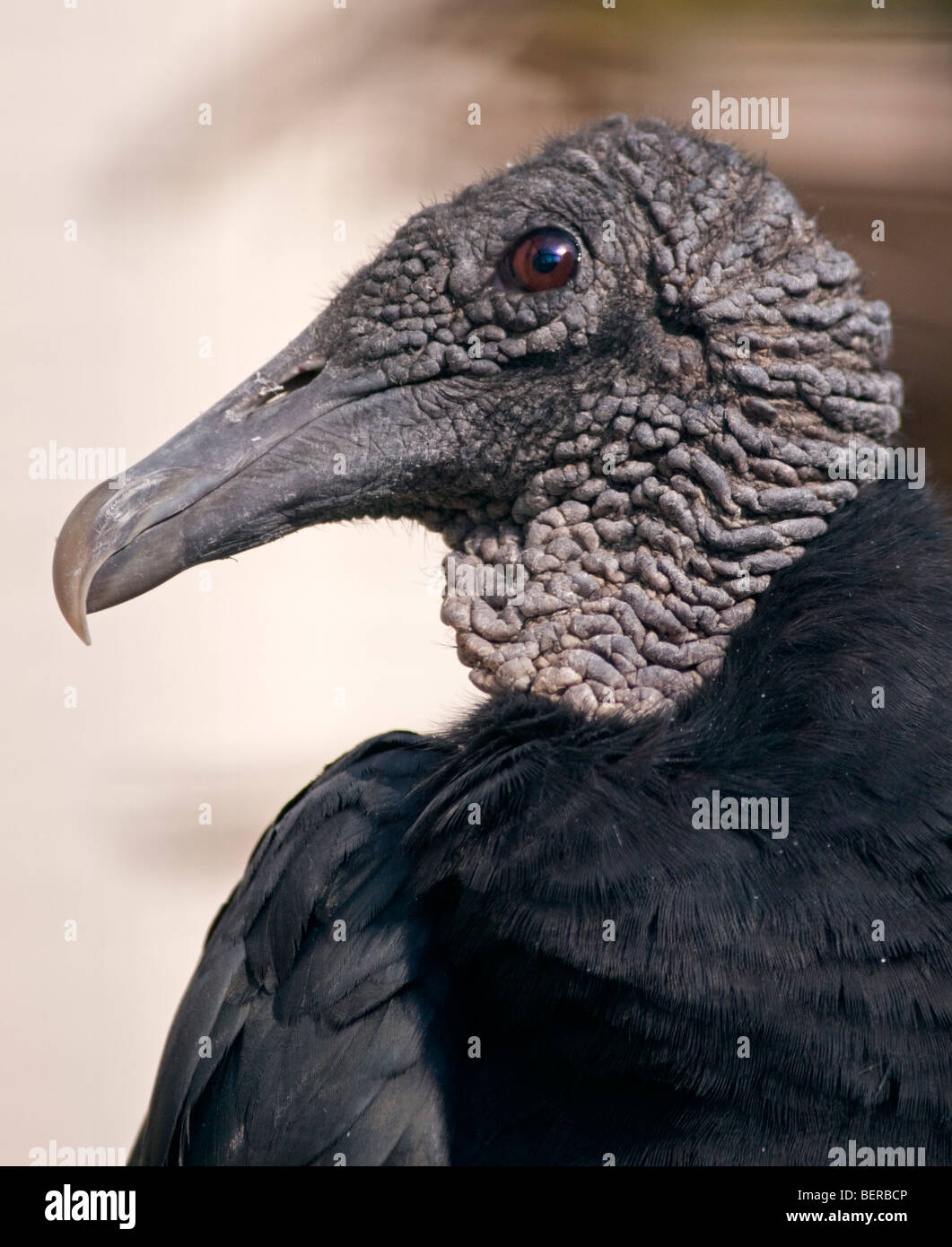 Black Vulture American Black Vulture High Resolution Stock Photography ...