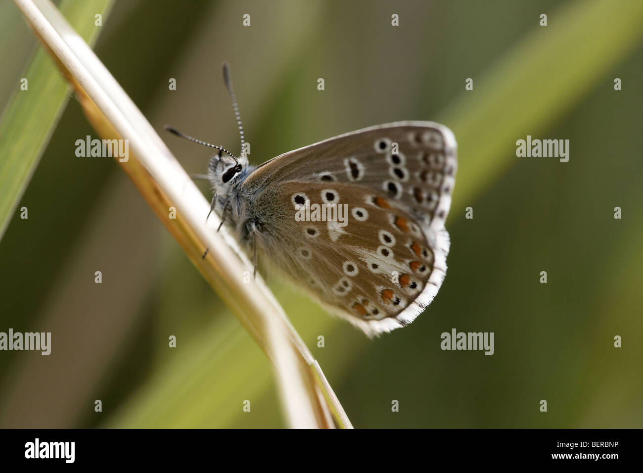 Adonis blue butterfly uk hi-res stock photography and images - Alamy