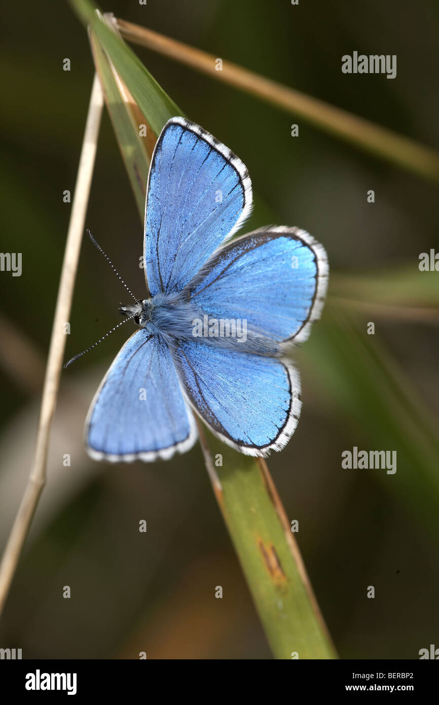 Adonis blue hi-res stock photography and images - Alamy
