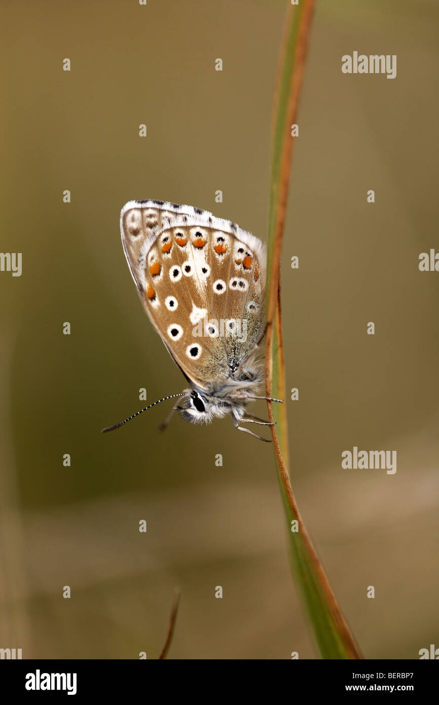 Blue adonis uk hi-res stock photography and images - Alamy