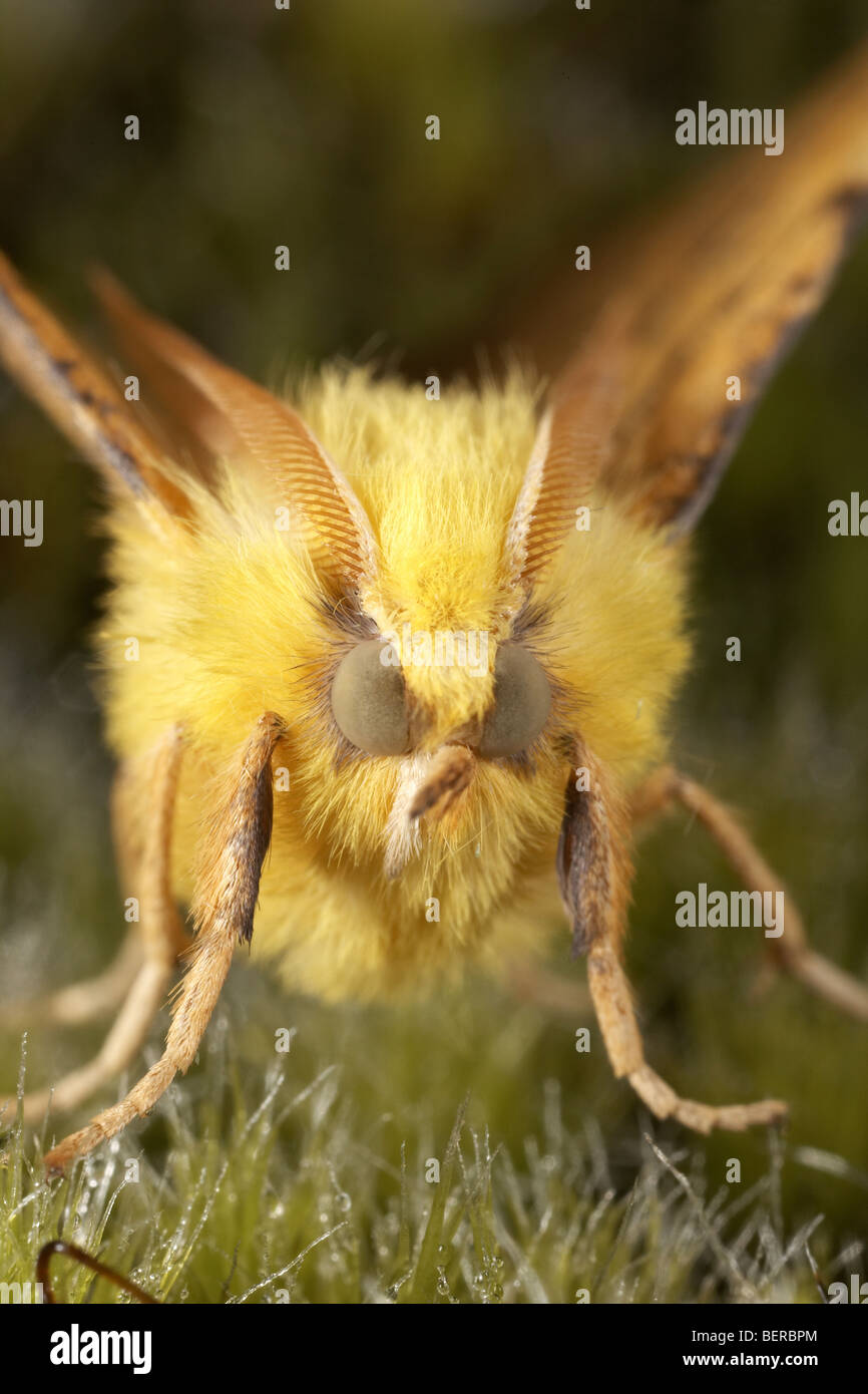 Canary shouldered thorn, Ennomos alniaria, moth Stock Photo - Alamy