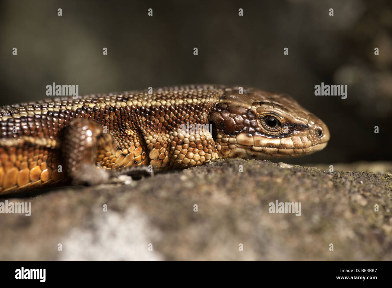 Basking common lizard hi-res stock photography and images - Alamy