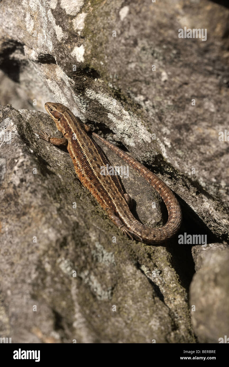 Viviparous lizard yorkshire hi-res stock photography and images - Alamy